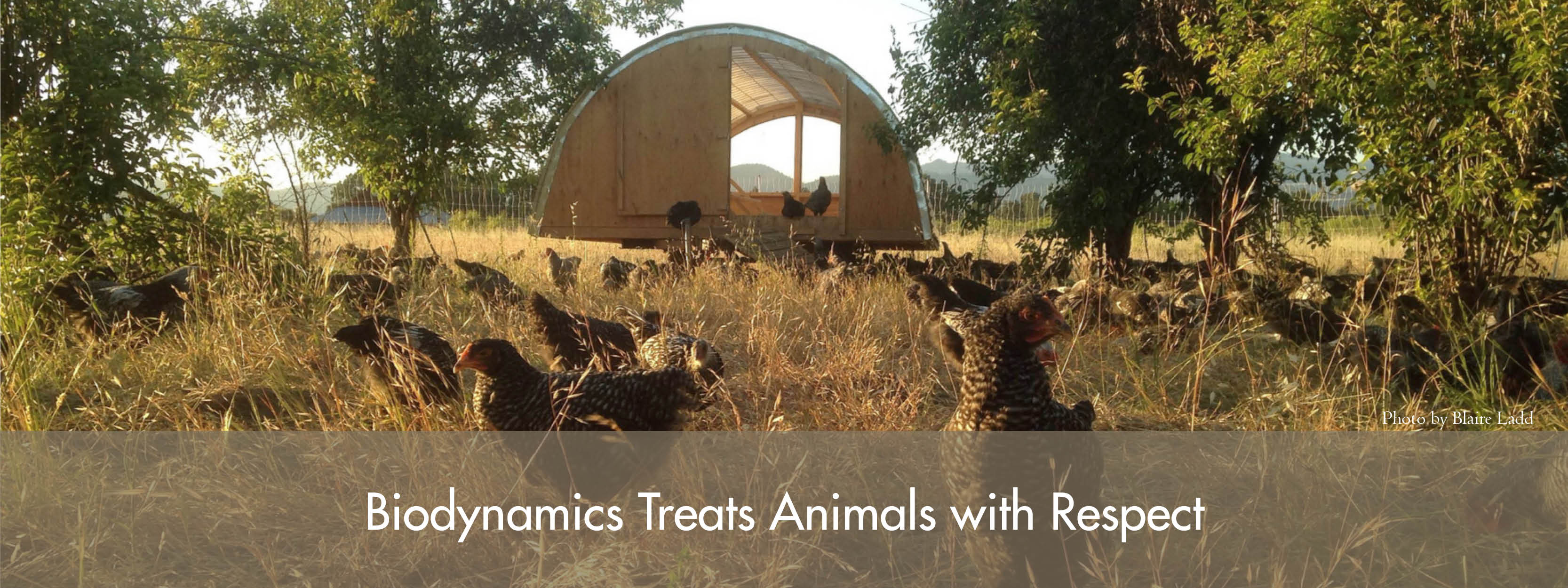 What Is Biodynamics? | Biodynamic Association